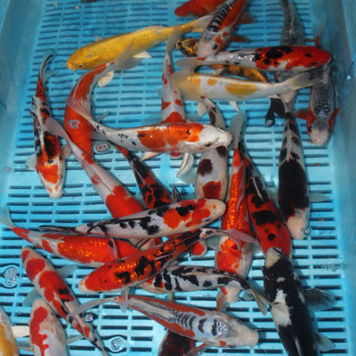 Koi Selection Pack ID23 (Better/Unusual Koi 5x 2-3",2x 4-5") - Aquatics ...