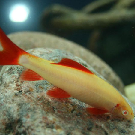 Albino Ruby Shark - Aquatics To Your Door