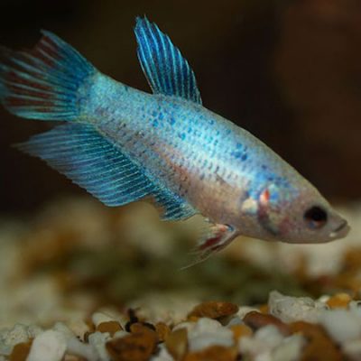 Siamese Fighting Fish - Aquatics To Your Door