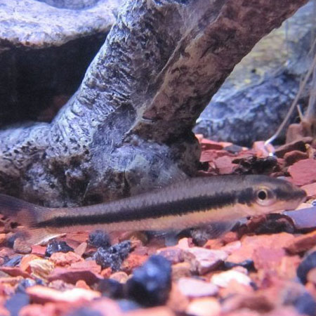 Silver Siamese Flying Fox ***NEW*** - Aquatics To Your Door