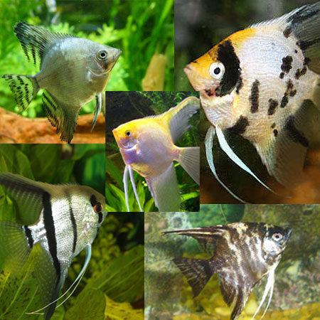 Assorted Angelfish 4-5cm - Aquatics To Your Door