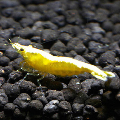 Gold Backed Yellow Shrimp - Aquatics To Your Door