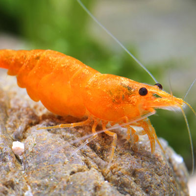 Orange Gold Shrimp - Aquatics To Your Door