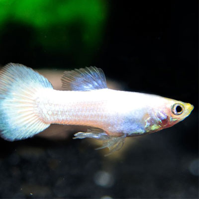 Snow White Male Guppy - Aquatics To Your Door
