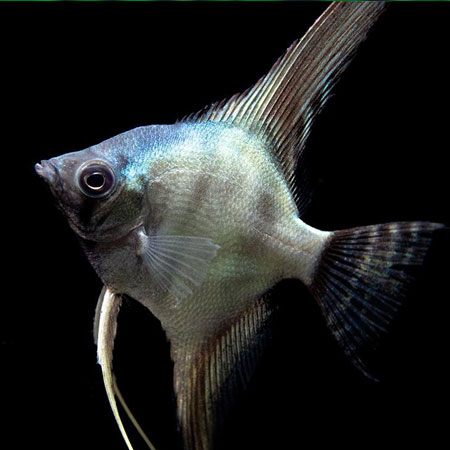 Smoke Green Angel Med - Aquatics To Your Door