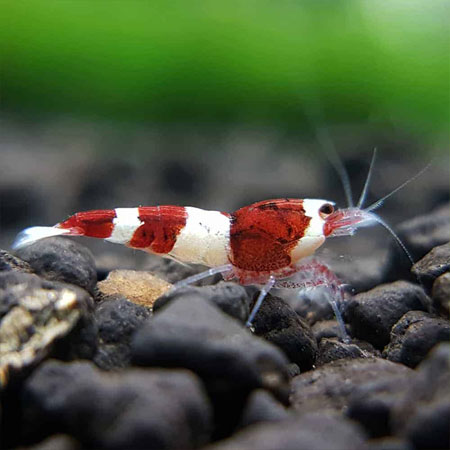 Red Panda Shrimp ***NEW*** - Aquatics To Your Door