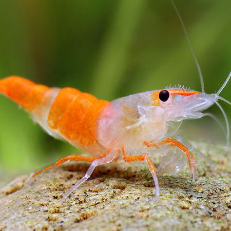Orange Rili Shrimp ***NEW*** for Tropical Tanks- Aquatics To Your Door