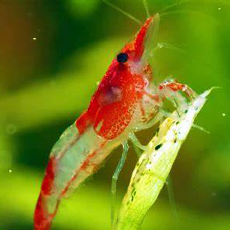 Red Rili Shrimp ***NEW*** for Tropical Tanks- Aquatics To Your Door