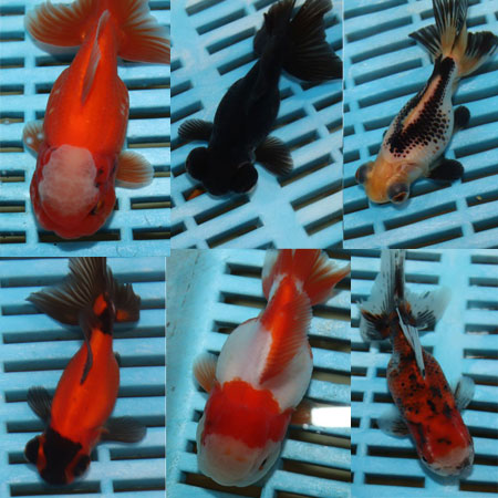 Buy Fancy Goldfish and Orandas Online - Aquatics To Your Door