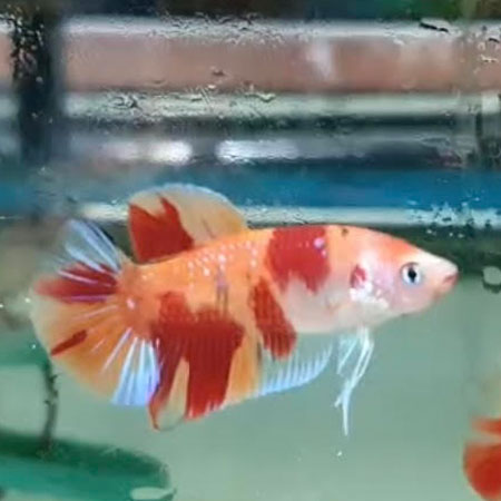 'Candy Nemo' Male Fighter - Aquatics To Your Door