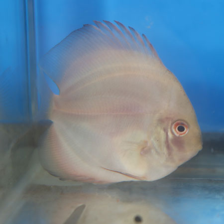 Discus Fish for Sale - Aquatics To Your Door - Discus