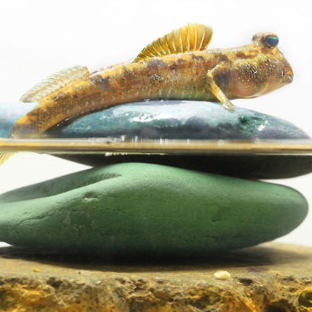 Graceful Mudskipper - Aquatics To Your Door