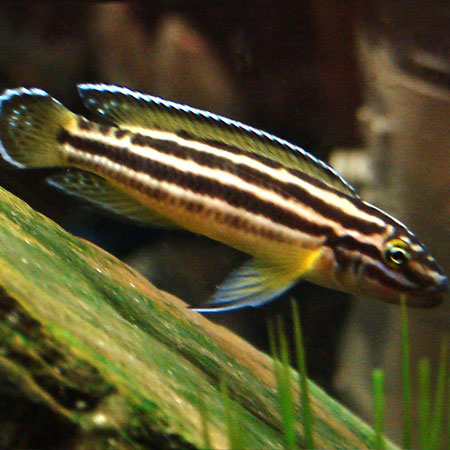 Julidochromis Regani 3/4cm ***NEW*** - Aquatics To Your Door