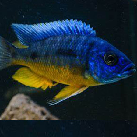 Yellow Belly Peacock Cichlid 9-11cm - Aquatics To Your Door