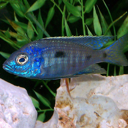Haplochromis Compressiceps 4-6cm ***NEW*** - Aquatics To Your Door