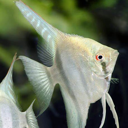 Red Back Amapa Angelfish ***NEW*** - Aquatics To Your Door