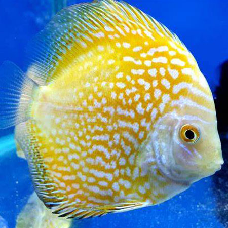 Discus Fish for Sale - Aquatics To Your Door - Discus