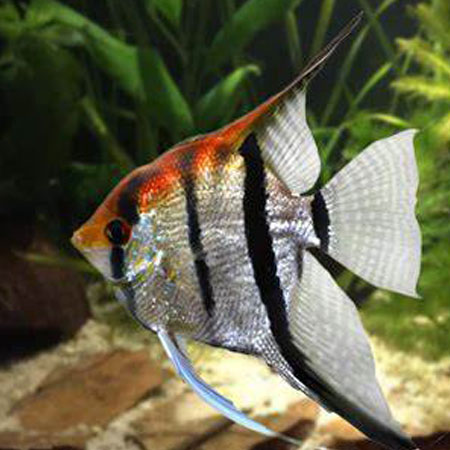 Manacapuru Red back Angel 4cm (Juv Colours) - Aquatics To Your Door