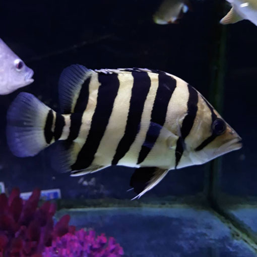 Sumatra Tigerfish 5-6cm - Aquatics To Your Door