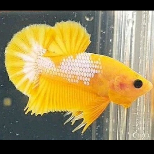 Yellow Hellboy Betta ***NEW*** - Aquatics To Your Door