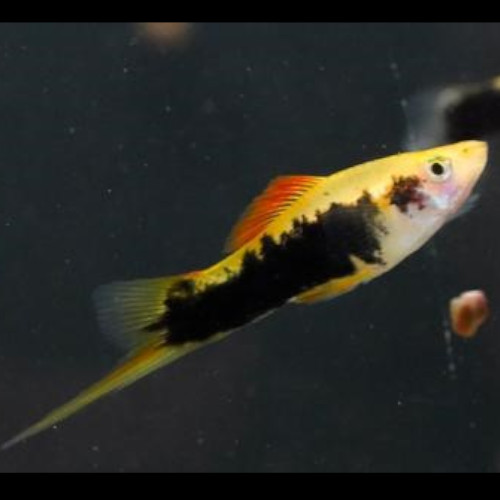 Gold Tuxedo Swordtail - Aquatics To Your Door