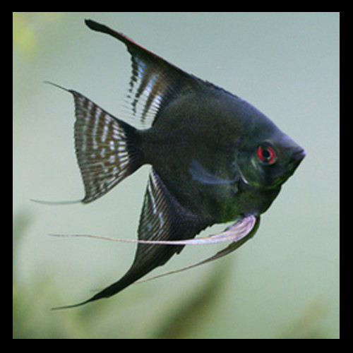 Black Avatar Angelfish - Aquatics To Your Door