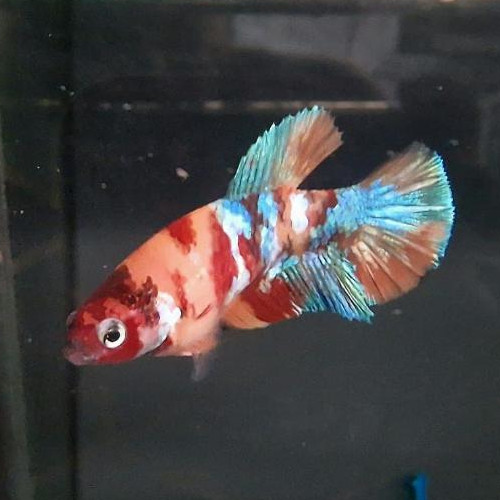 Galaxy Candy Betta - Aquatics To Your Door