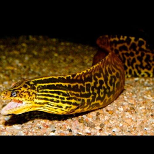 Freshwater Leopard Eel 20-25cm - Aquatics To Your Door