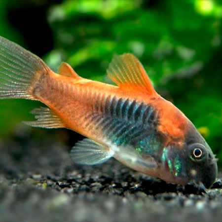 Buy Tropical Fish- Tropical Aquarium Fish For Sale Online UK
