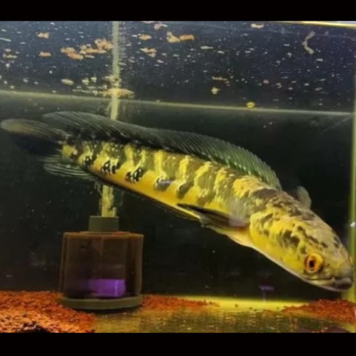 Channa Yellow Sentarum - Aquatics To Your Door