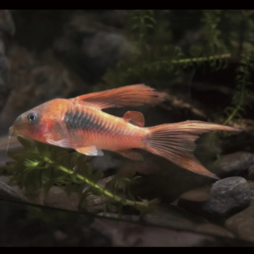 Longfin Red Cory - Aquatics To Your Door