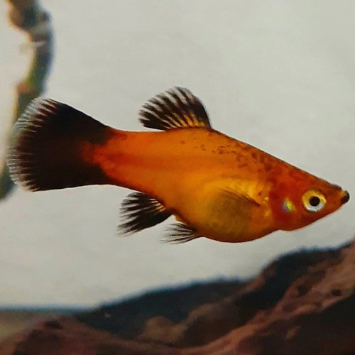 Black Fin Orange Molly 4-5cm - Aquatics To Your Door
