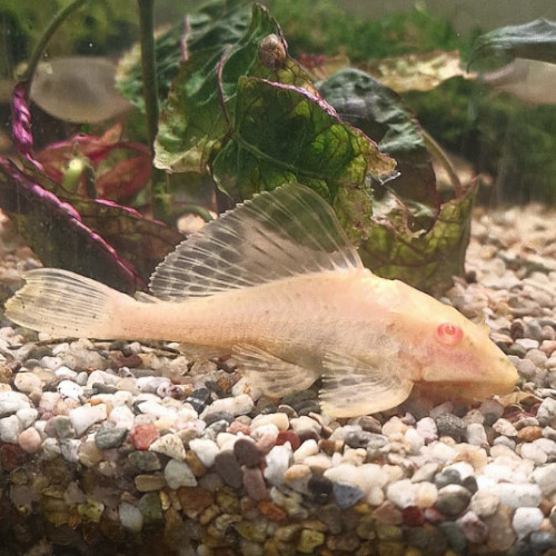 Albino Leopard Sailfin Pleco 4-5cm - Aquatics To Your Door