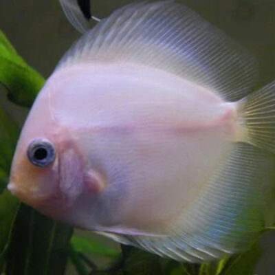 Discus Fish for Sale - Aquatics To Your Door - Discus