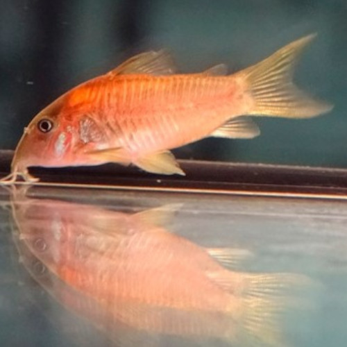 Red Cory (Juvinille Colour) - Aquatics To Your Door